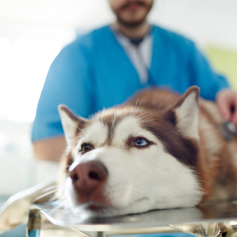 Recognising the signs and symptoms of pain in dogs - Physio Vet Recognising the signs and symptoms of pain in dogs - Physio Vet